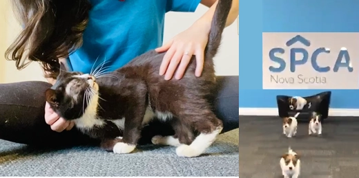 Community Cups: Toe Beans! and Dog City | Java Blend Coffee