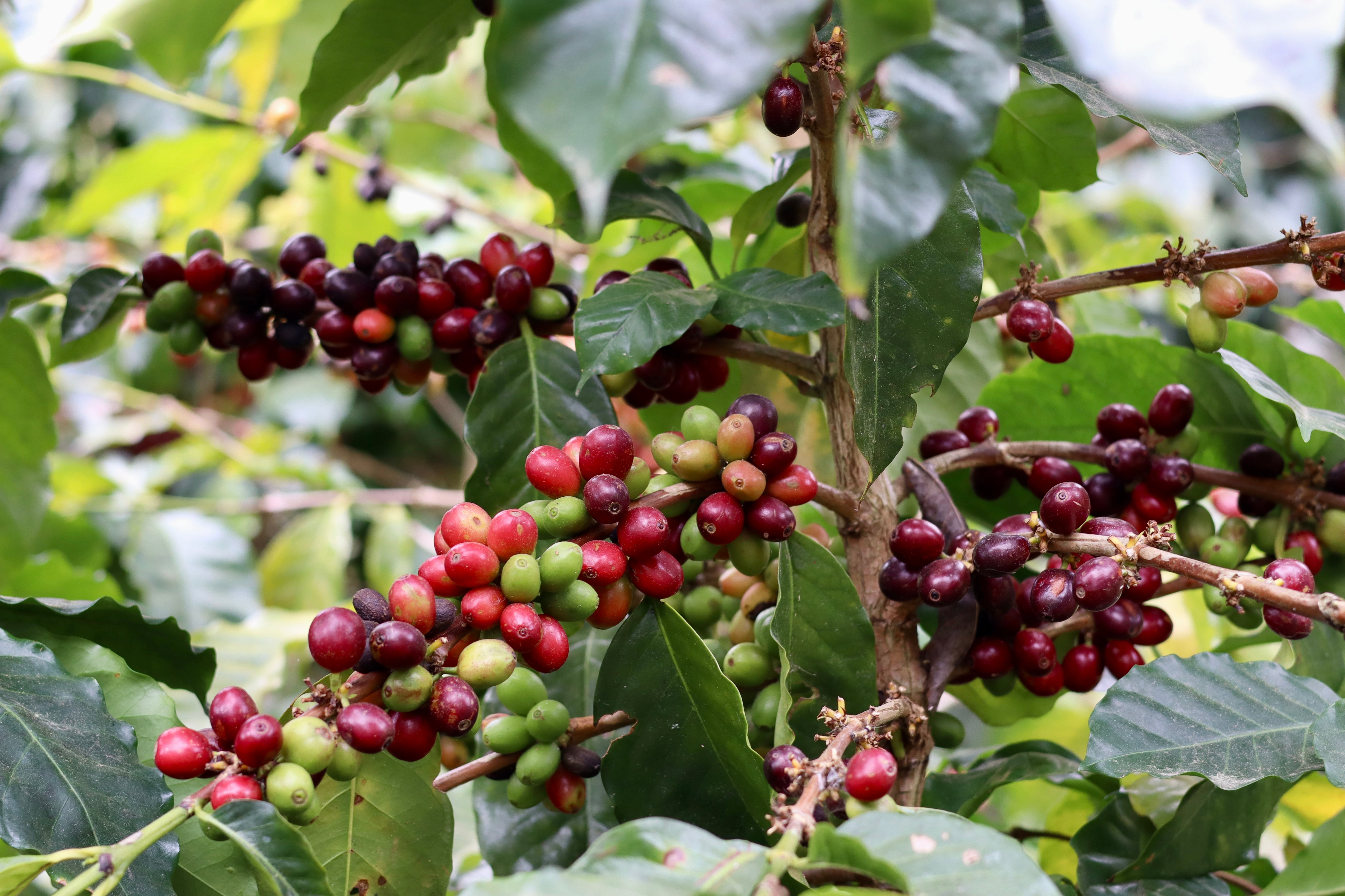 Sourced from the Best, Roasted in Nova Scotia | Java Blend Coffee