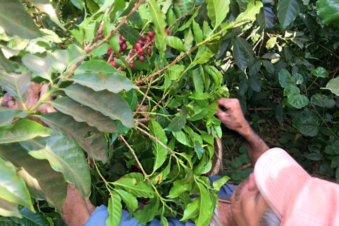 Halifax Coffee Roaster and Cafe - Buy Specialty Coffee Online | Java ...